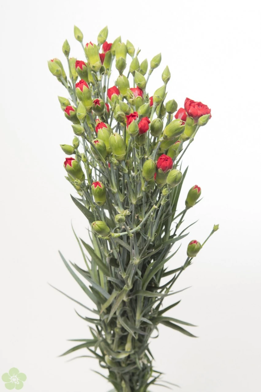 Alles over de Anjerbloem