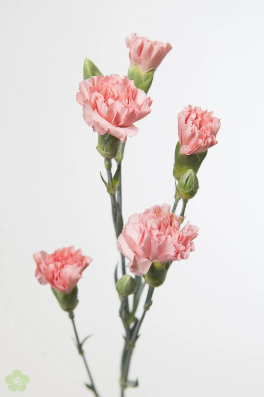 Alles over de Anjerbloem