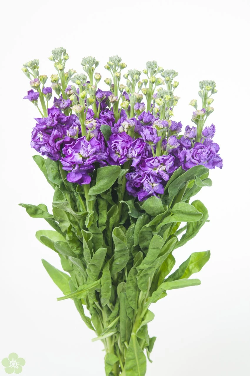 Alles over de violier, herkomst, kleuren en verkrijgbaarheid