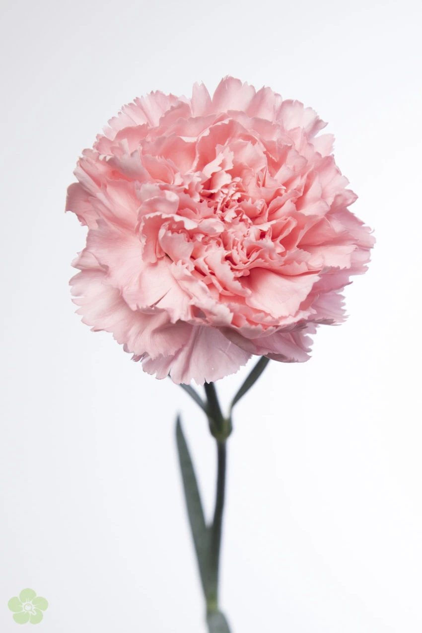 Alles over de Anjerbloem