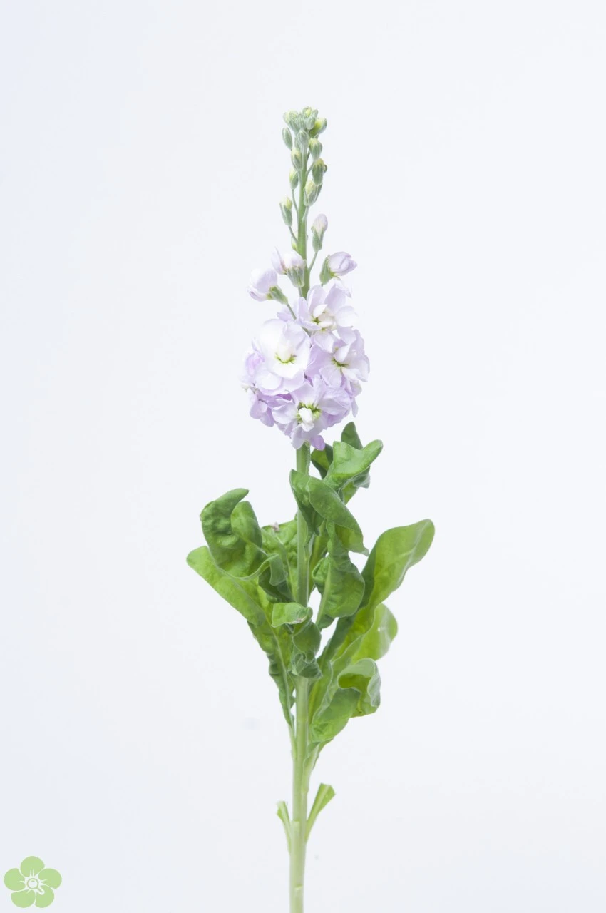 Alles over de violier, herkomst, kleuren en verkrijgbaarheid