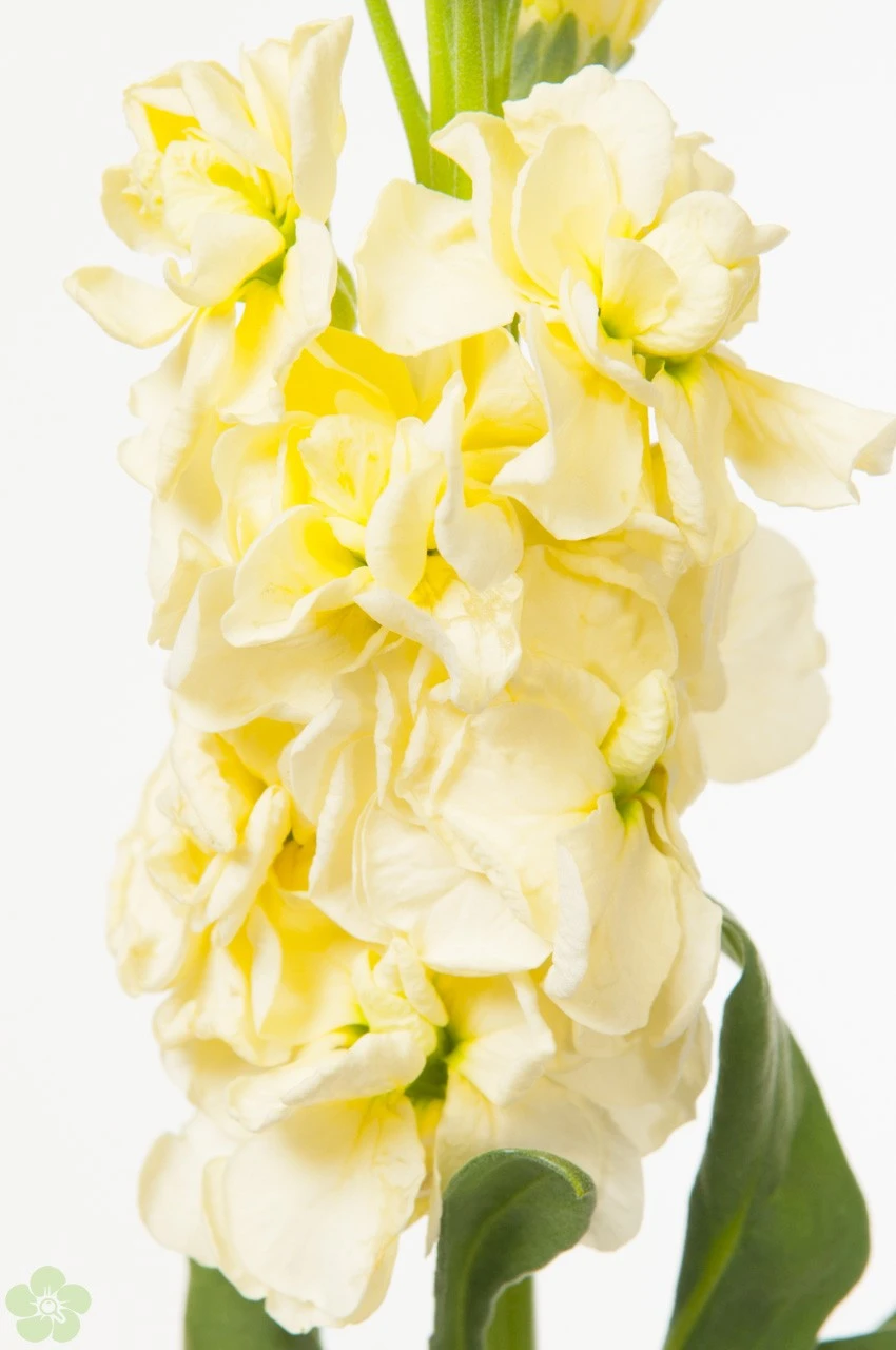 Alles over de violier, herkomst, kleuren en verkrijgbaarheid