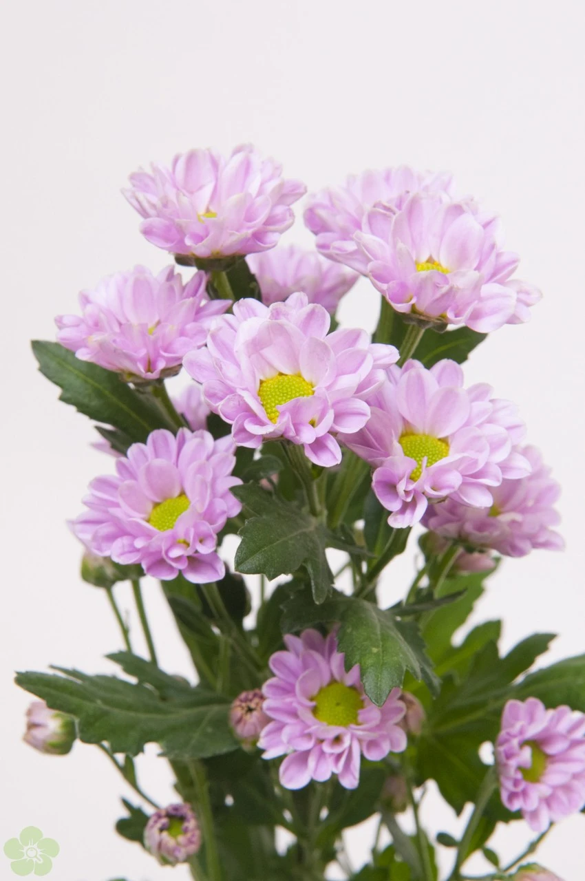 Alles over de chrysant